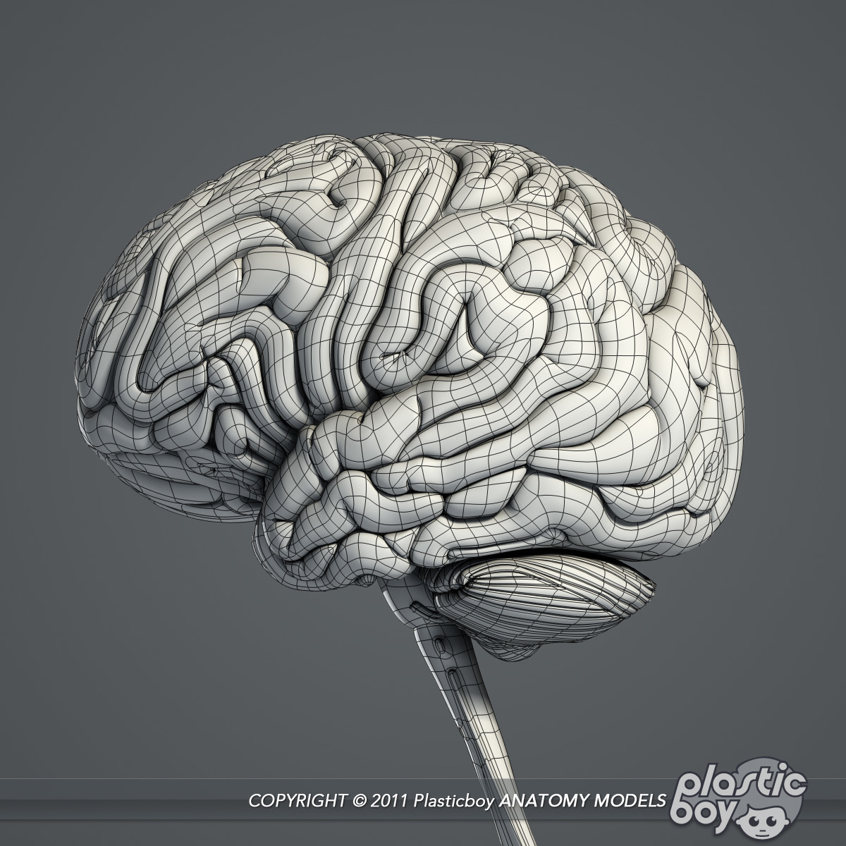 3d medically human brain model