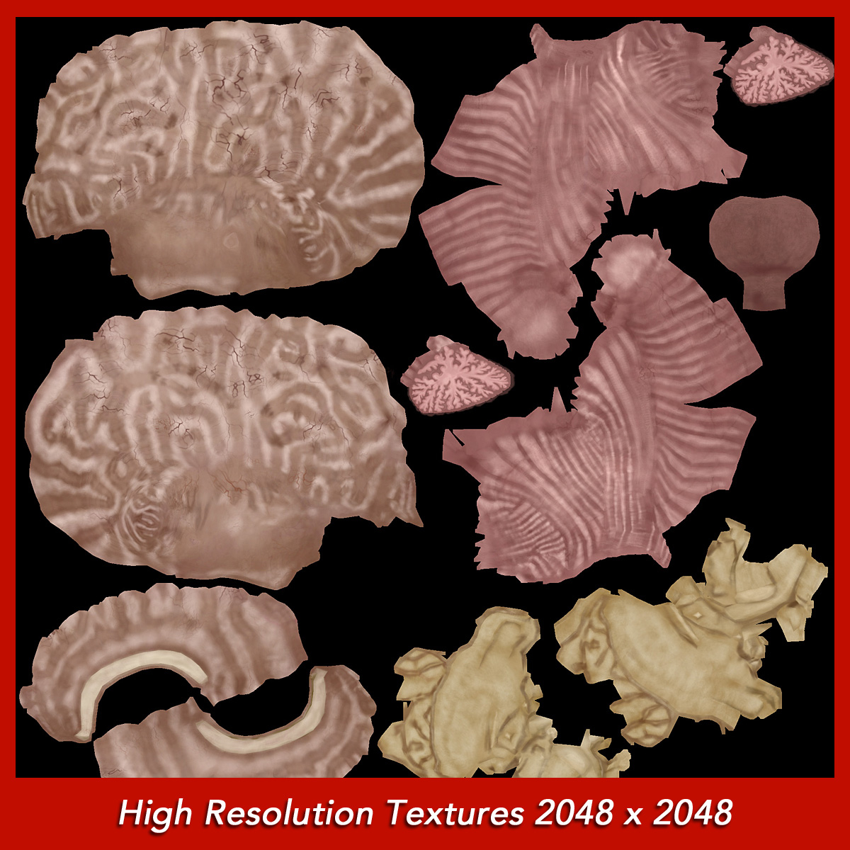 3d medically human brain model