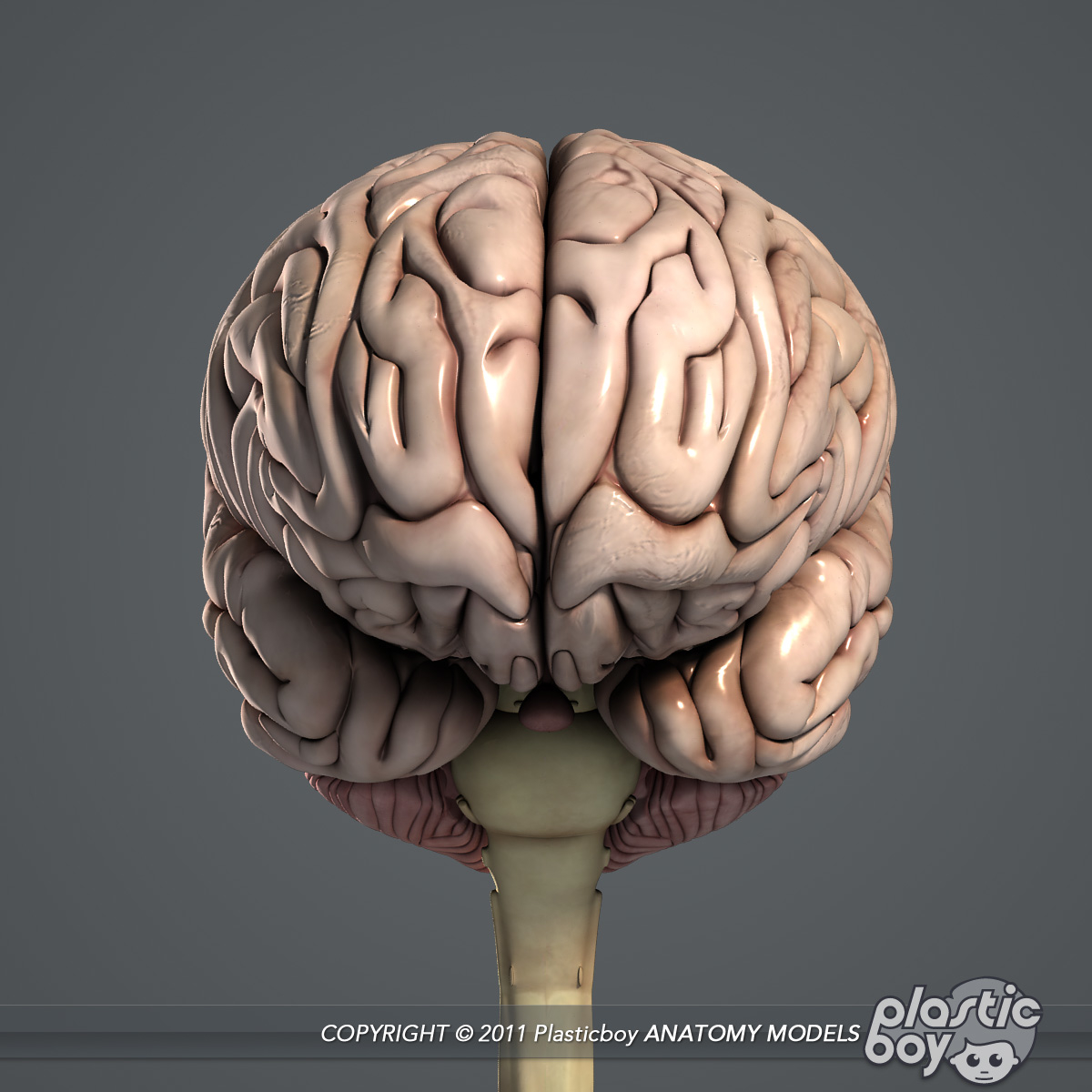 3d medically human brain model