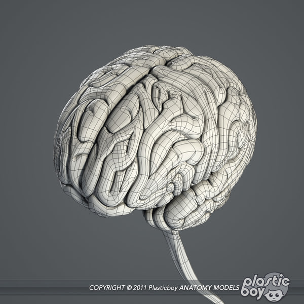3d medically human brain model