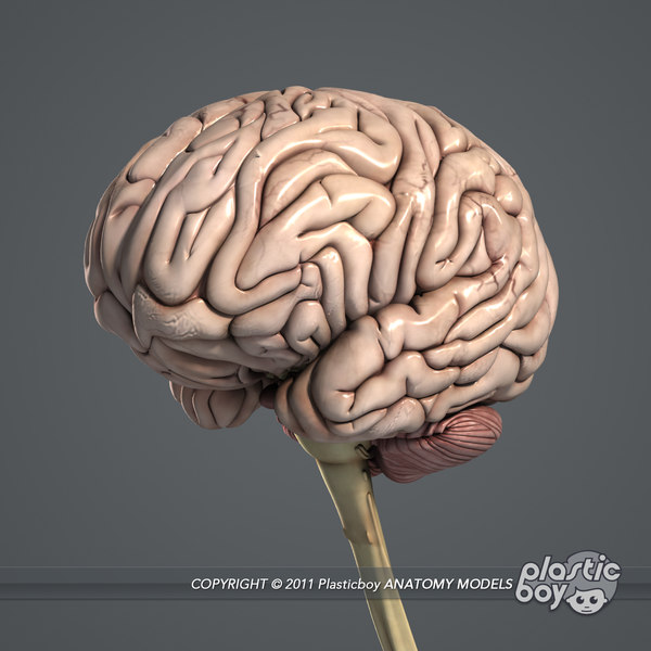 3d medically human brain model