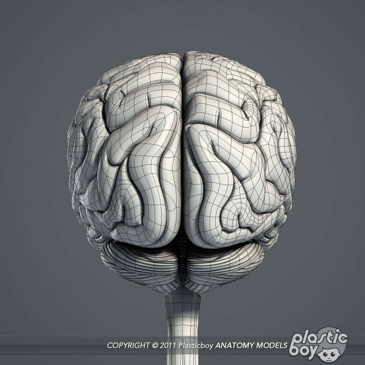 3d medically human brain model