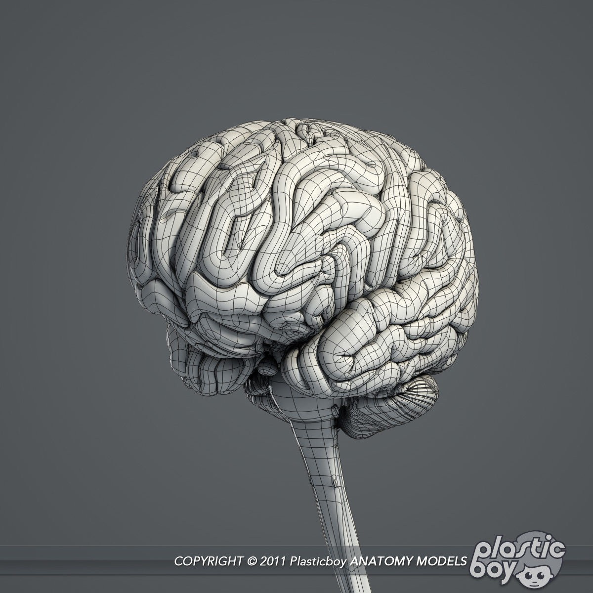 3d medically human brain model