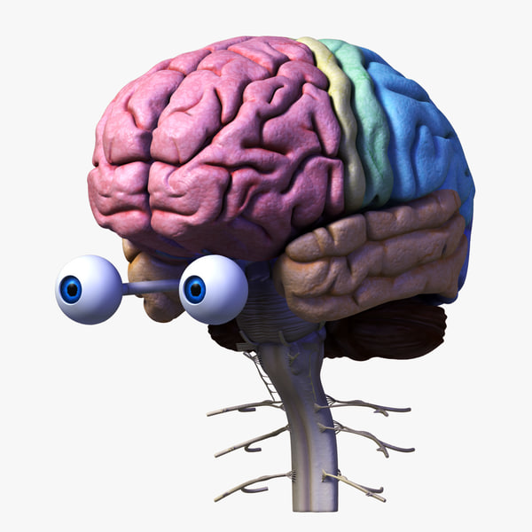 dog brain 3d 3ds