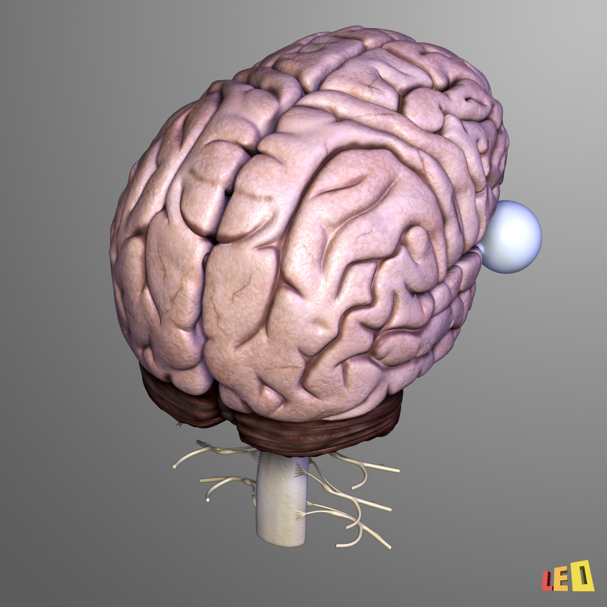 3D 3D Studio brain human nervous