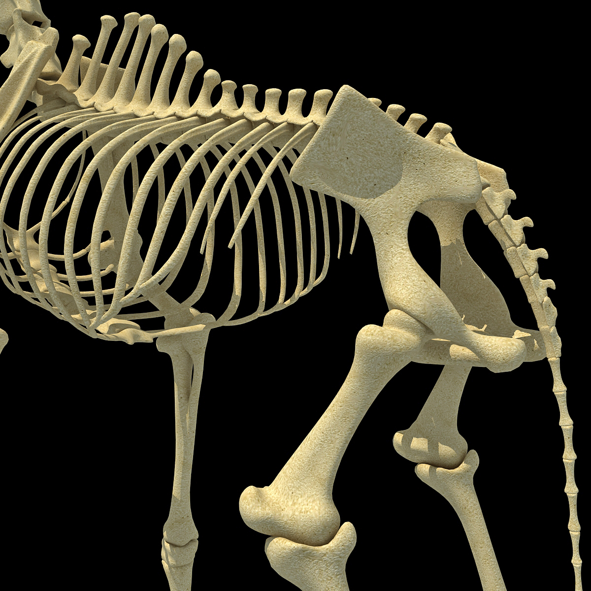 giraffe skeleton 3d model