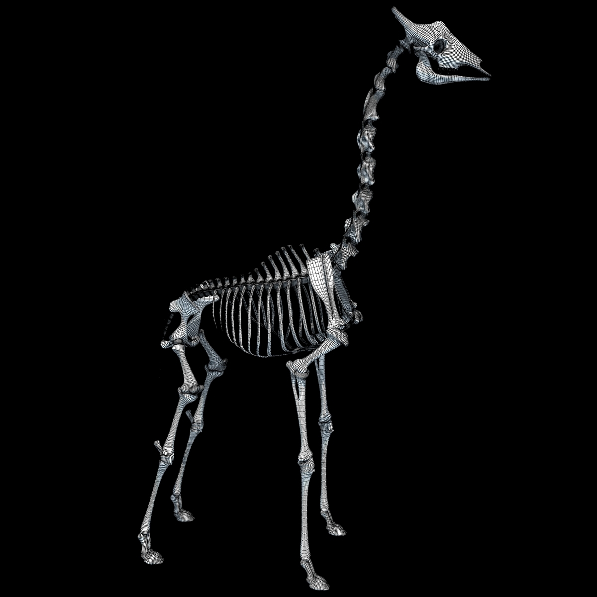 giraffe skeleton 3d model