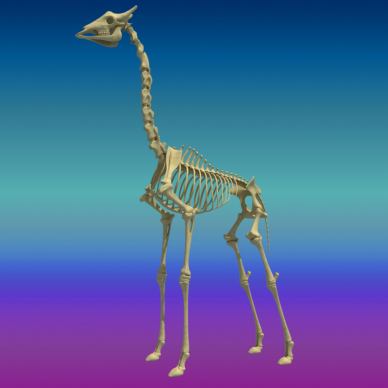giraffe skeleton 3d model