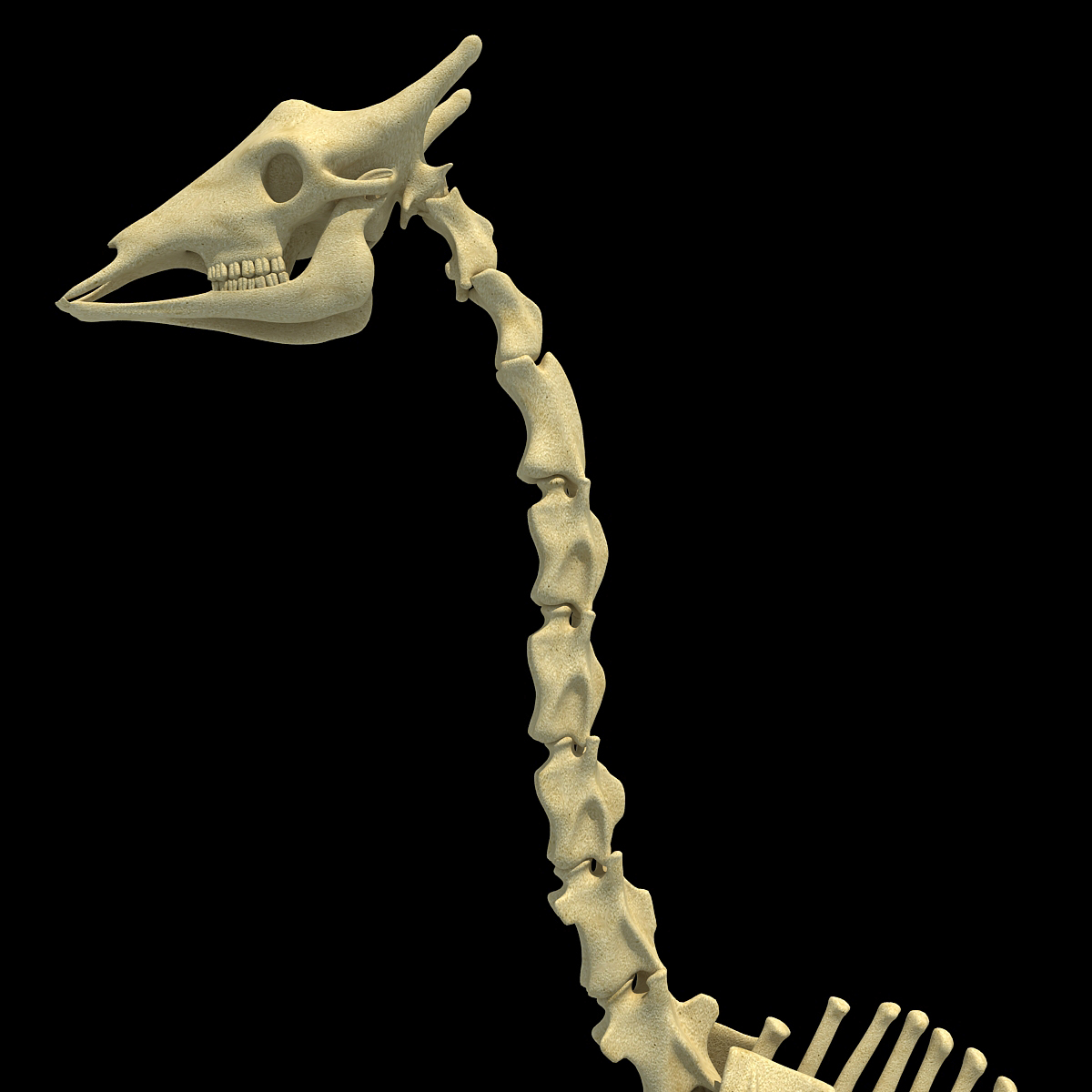 giraffe skeleton 3d model