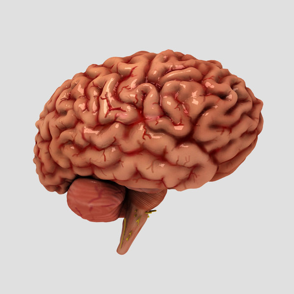 max brain medical nerves