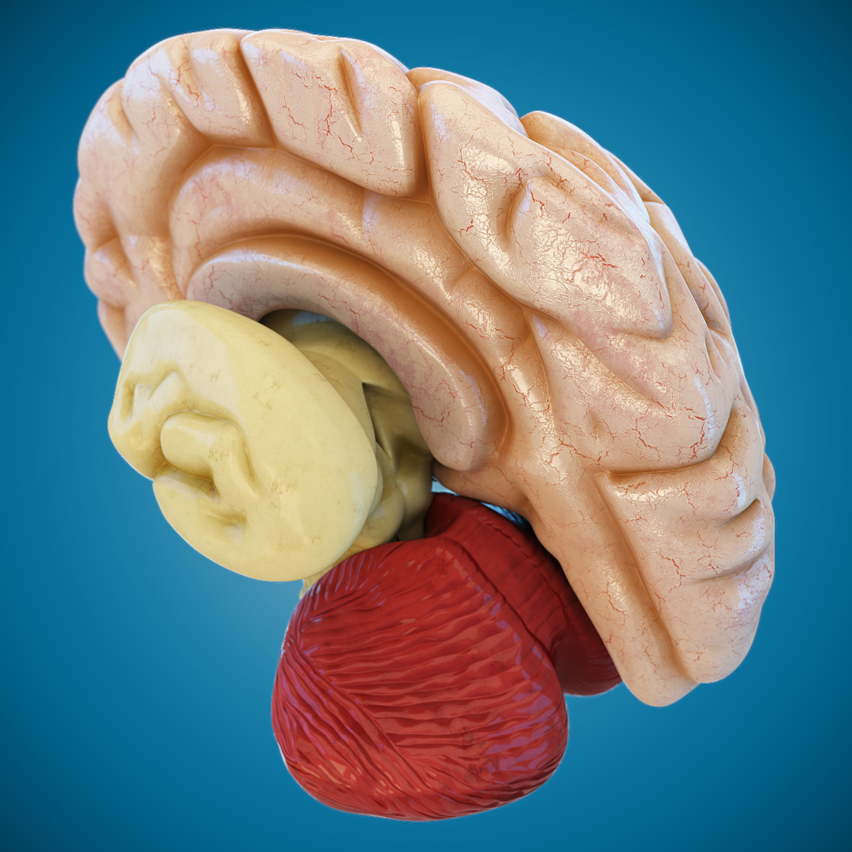3D 3D Studio brain anatomy human