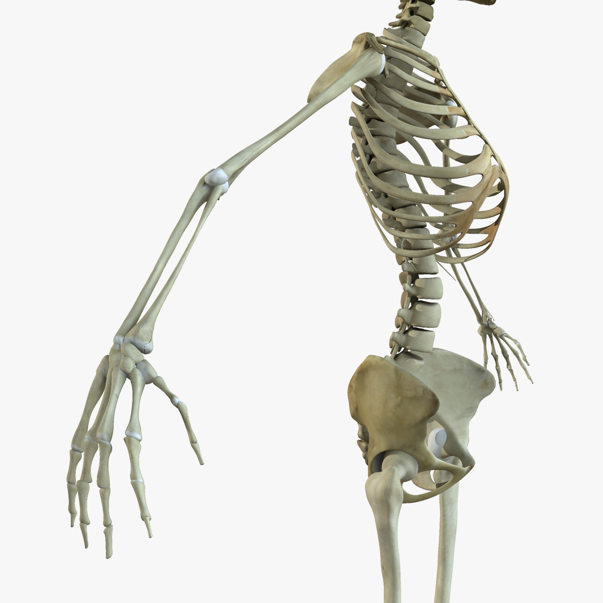 male human skeleton bone 3d max