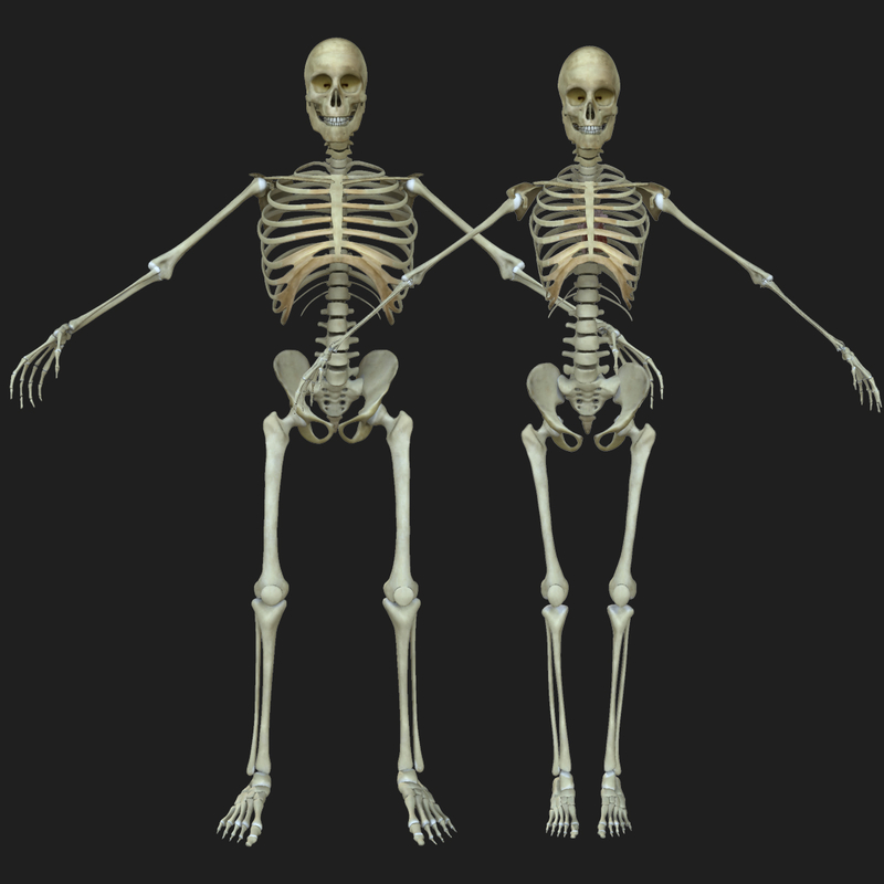 male human skeleton bone 3d max