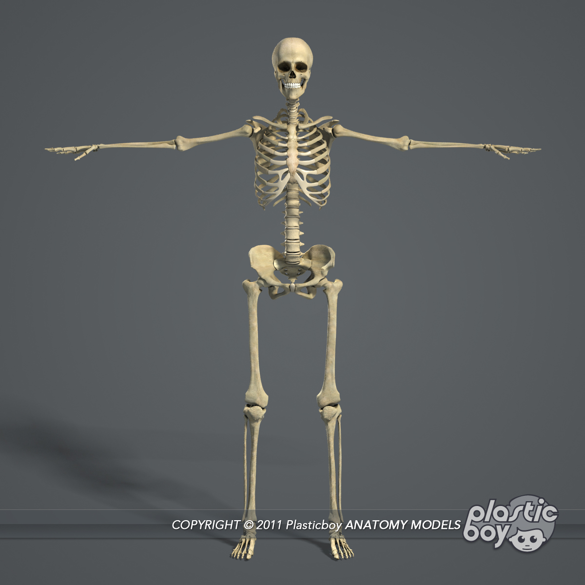 rigged complete female anatomy 3d c4d