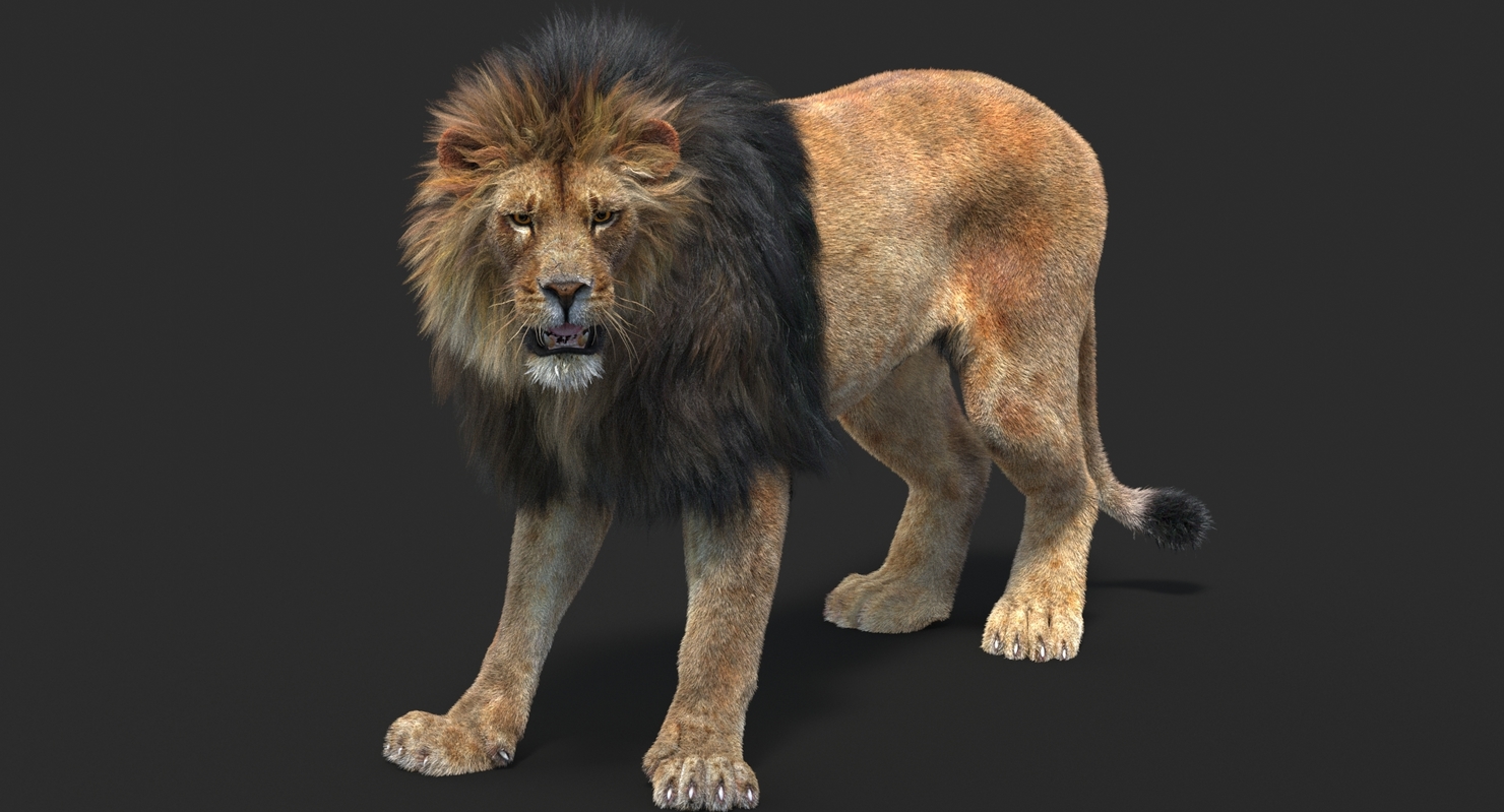 lion 2 fur rigged 3d obj