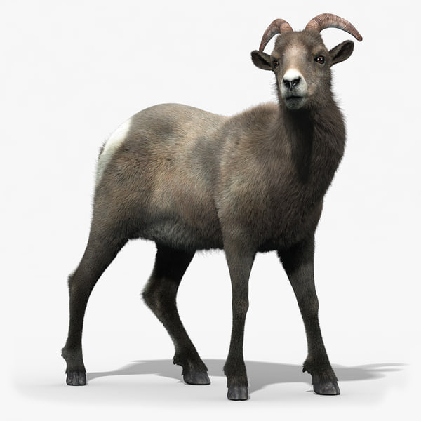 3D Sheep Models | TurboSquid