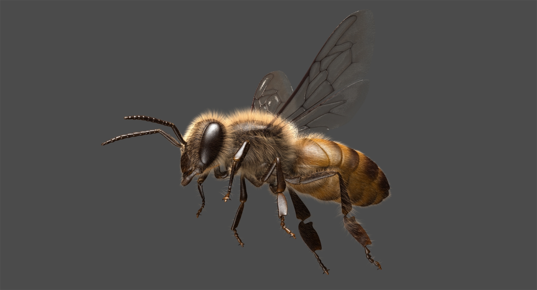 3D honey bee animation model | 1141992 | TurboSquid