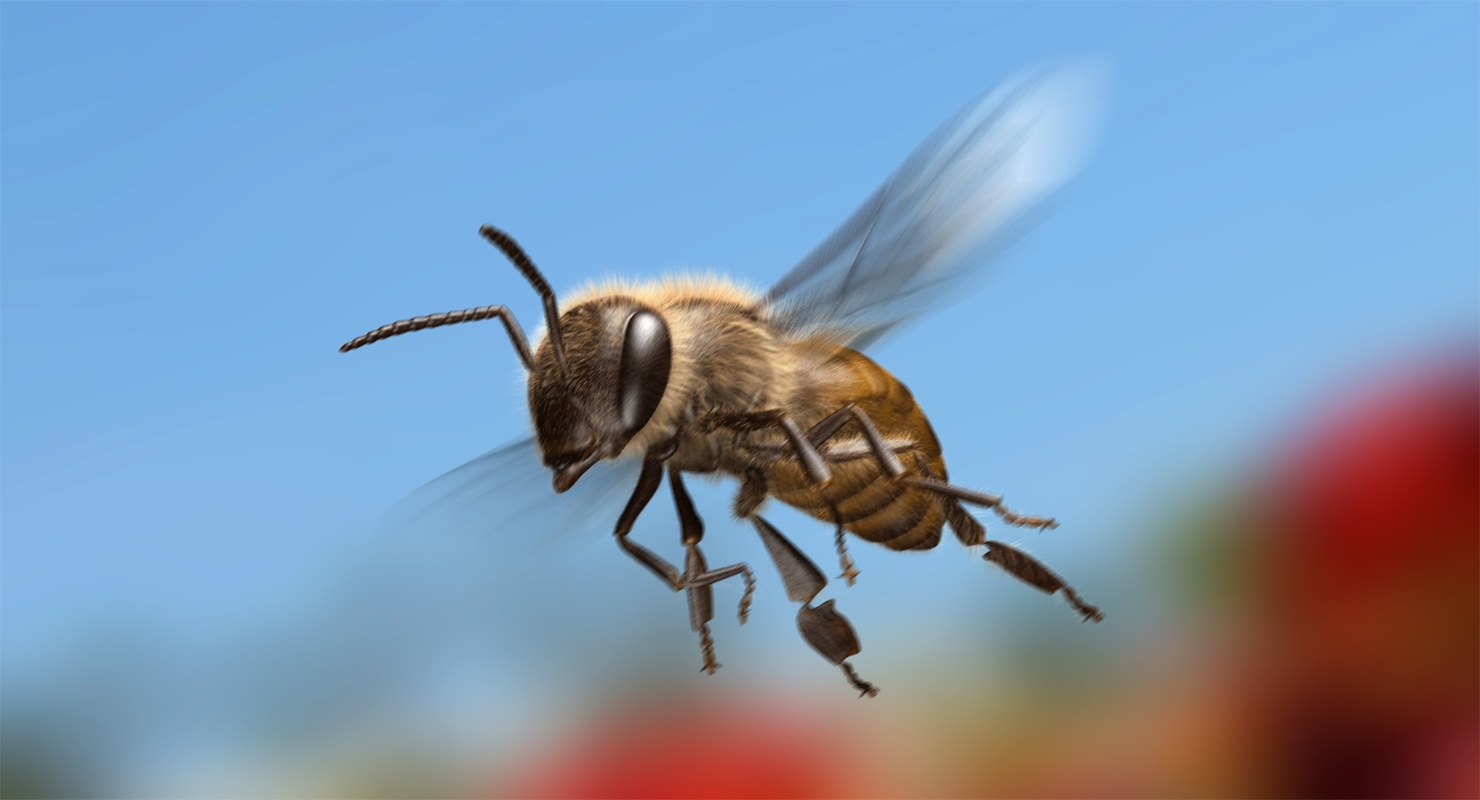 3D honey bee animation model | 1141992 | TurboSquid