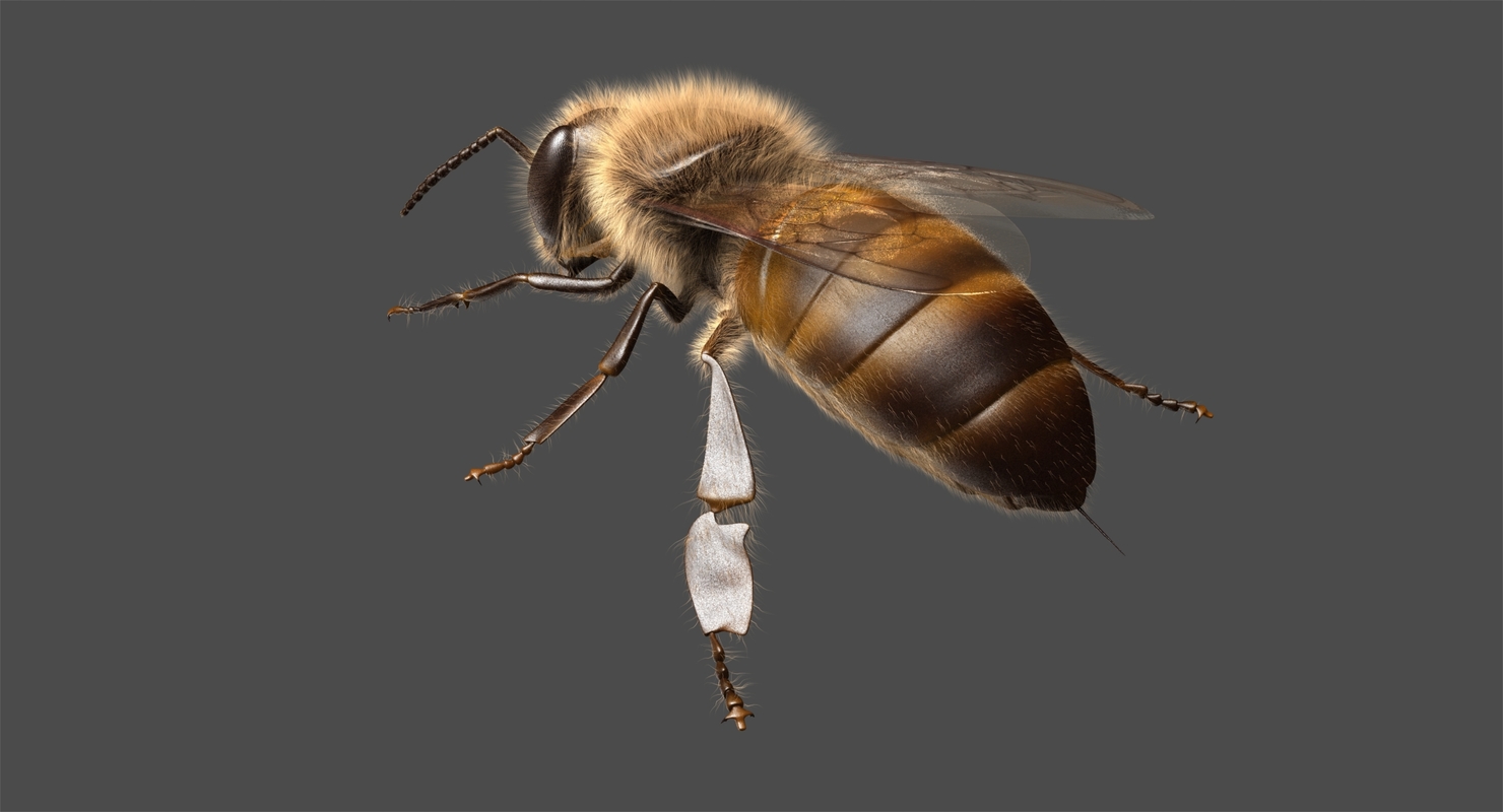 3D honey bee animation model | 1141992 | TurboSquid