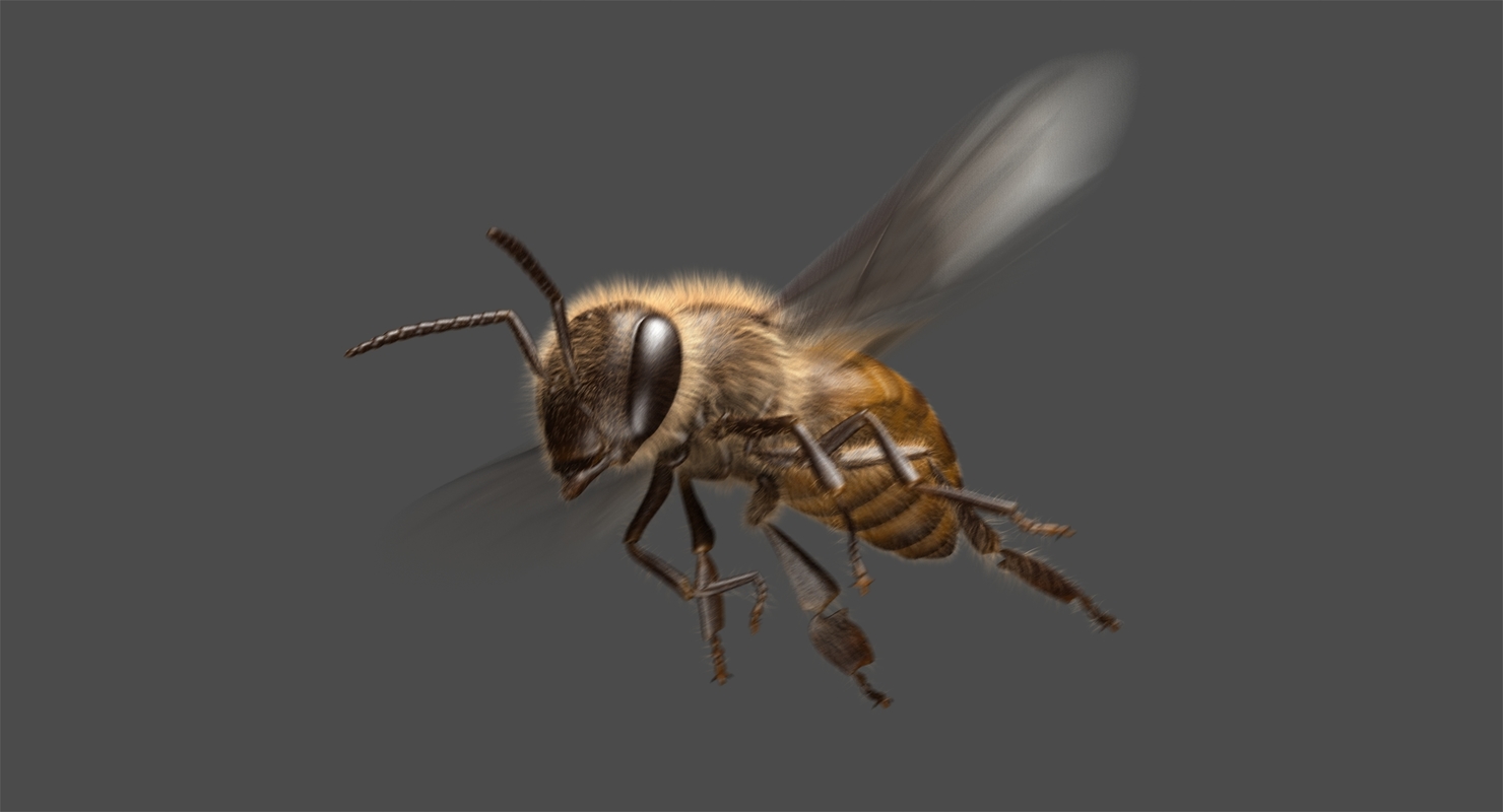 3D honey bee animation model | 1141992 | TurboSquid