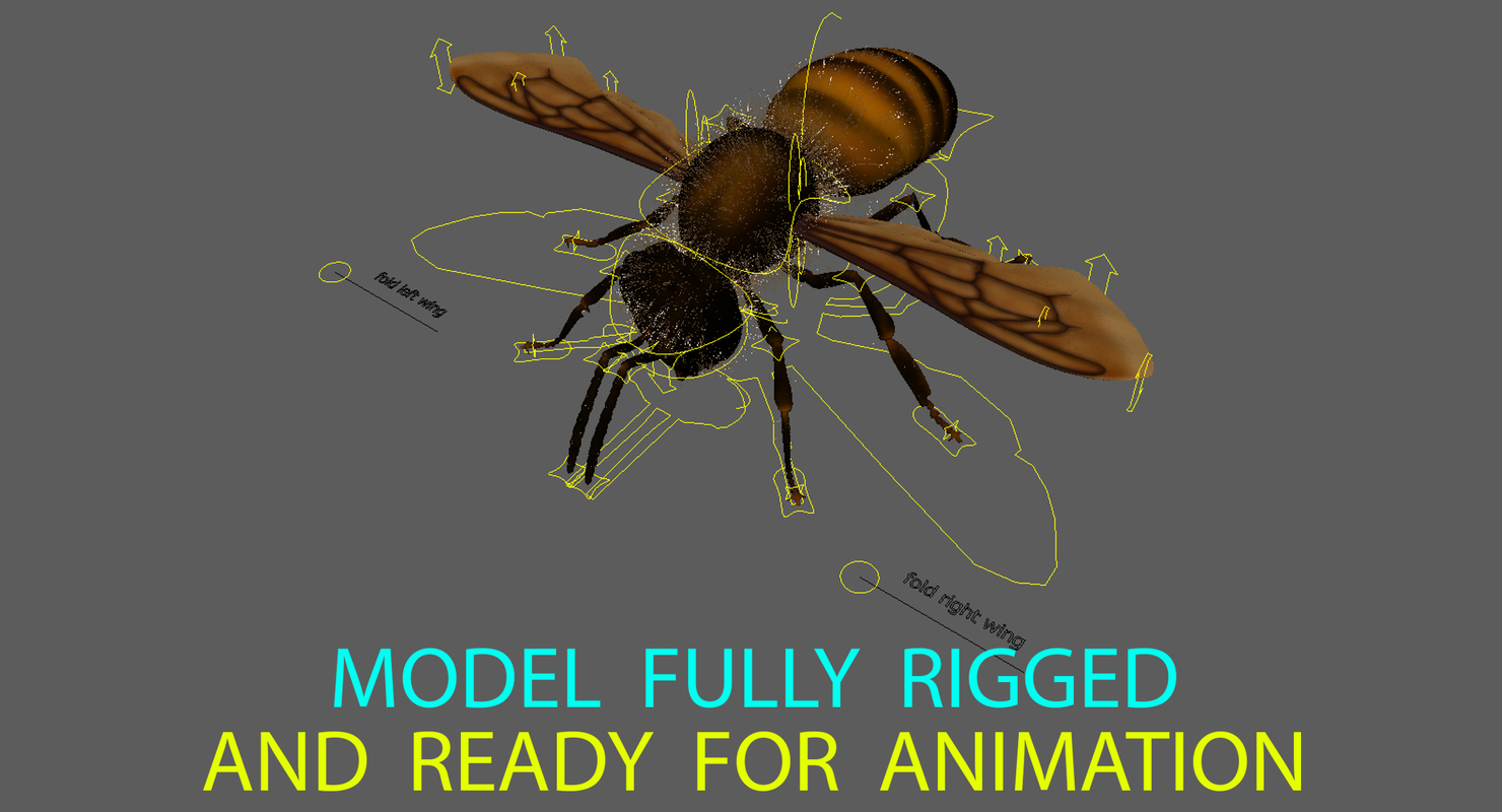 3D honey bee animation model | 1141992 | TurboSquid