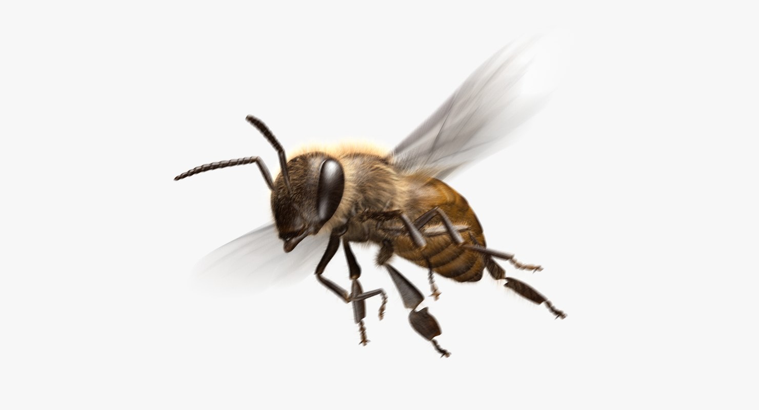 3D honey bee animation model | 1141992 | TurboSquid