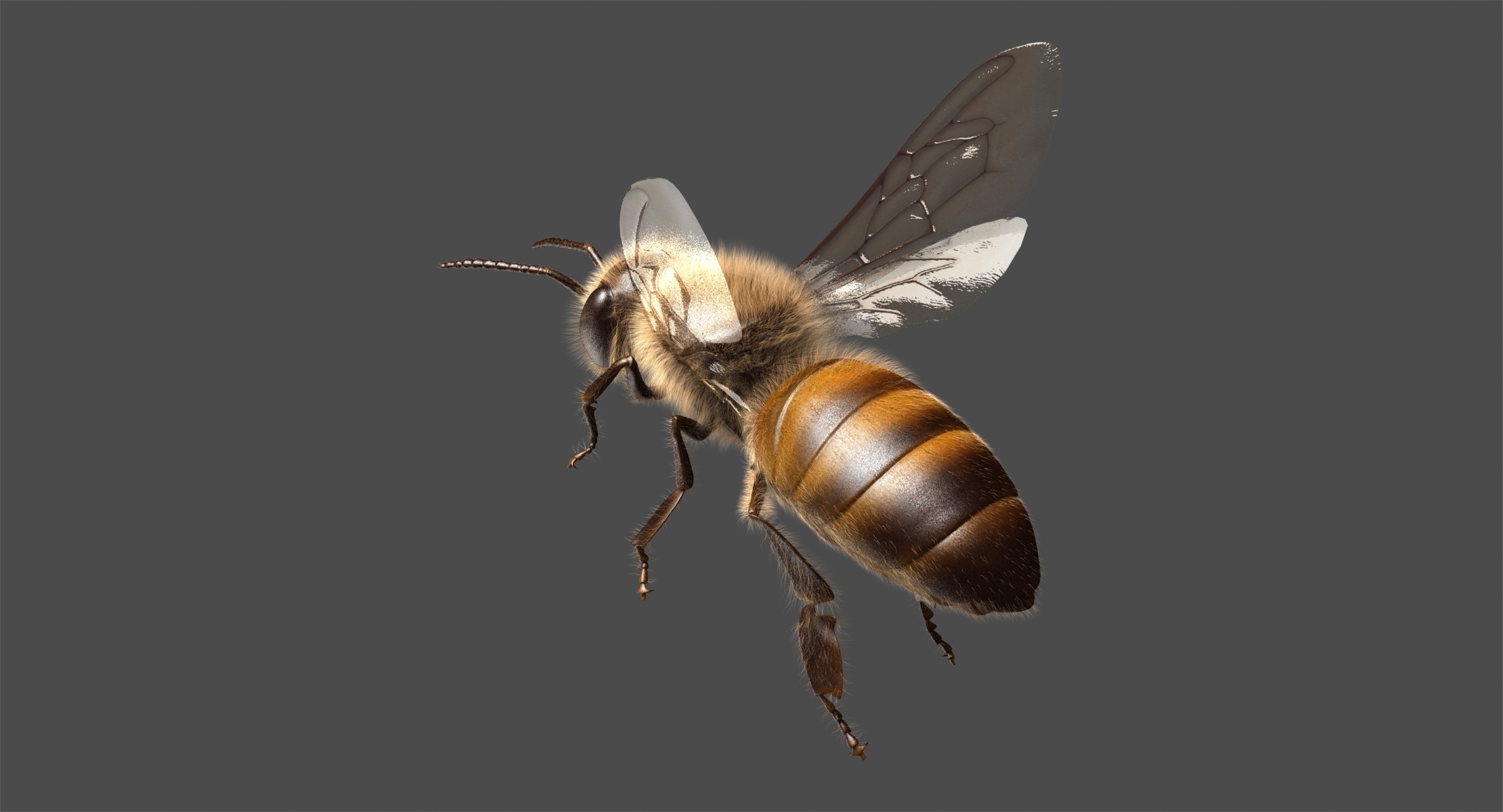 3D honey bee animation model | 1141992 | TurboSquid