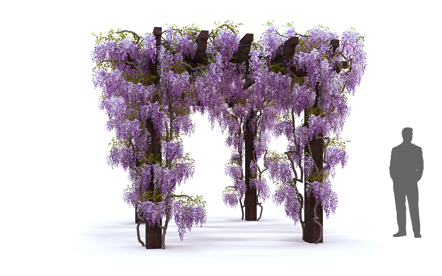 Wisteria flowering 3D | 1142074 | TurboSquid