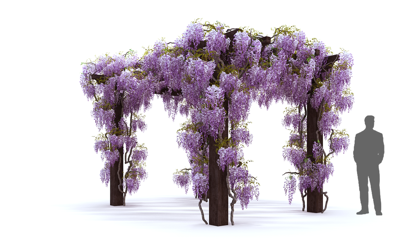 Wisteria flowering 3D | 1142074 | TurboSquid