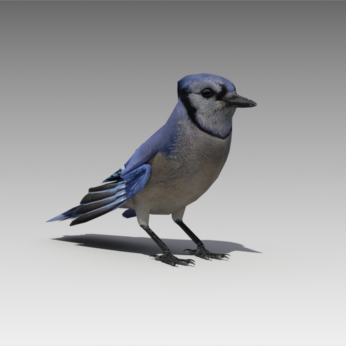 3D blue jay animations | 1142750 | TurboSquid