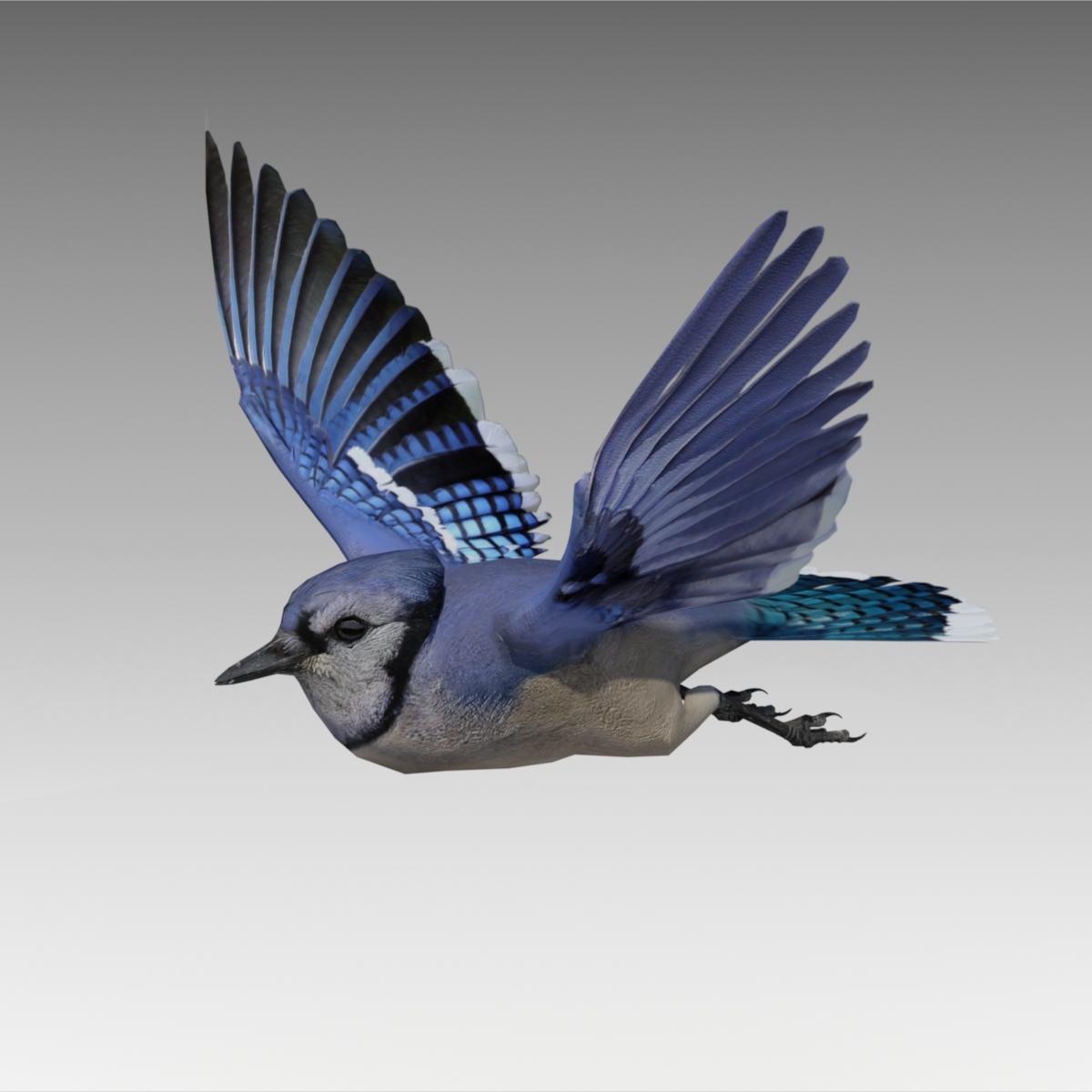 3D blue jay animations | 1142750 | TurboSquid