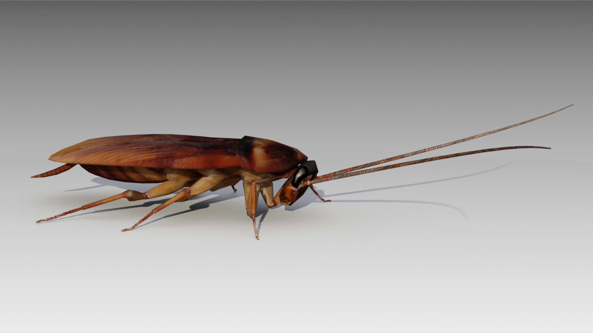 3D cockroach roach | 1142785 | TurboSquid