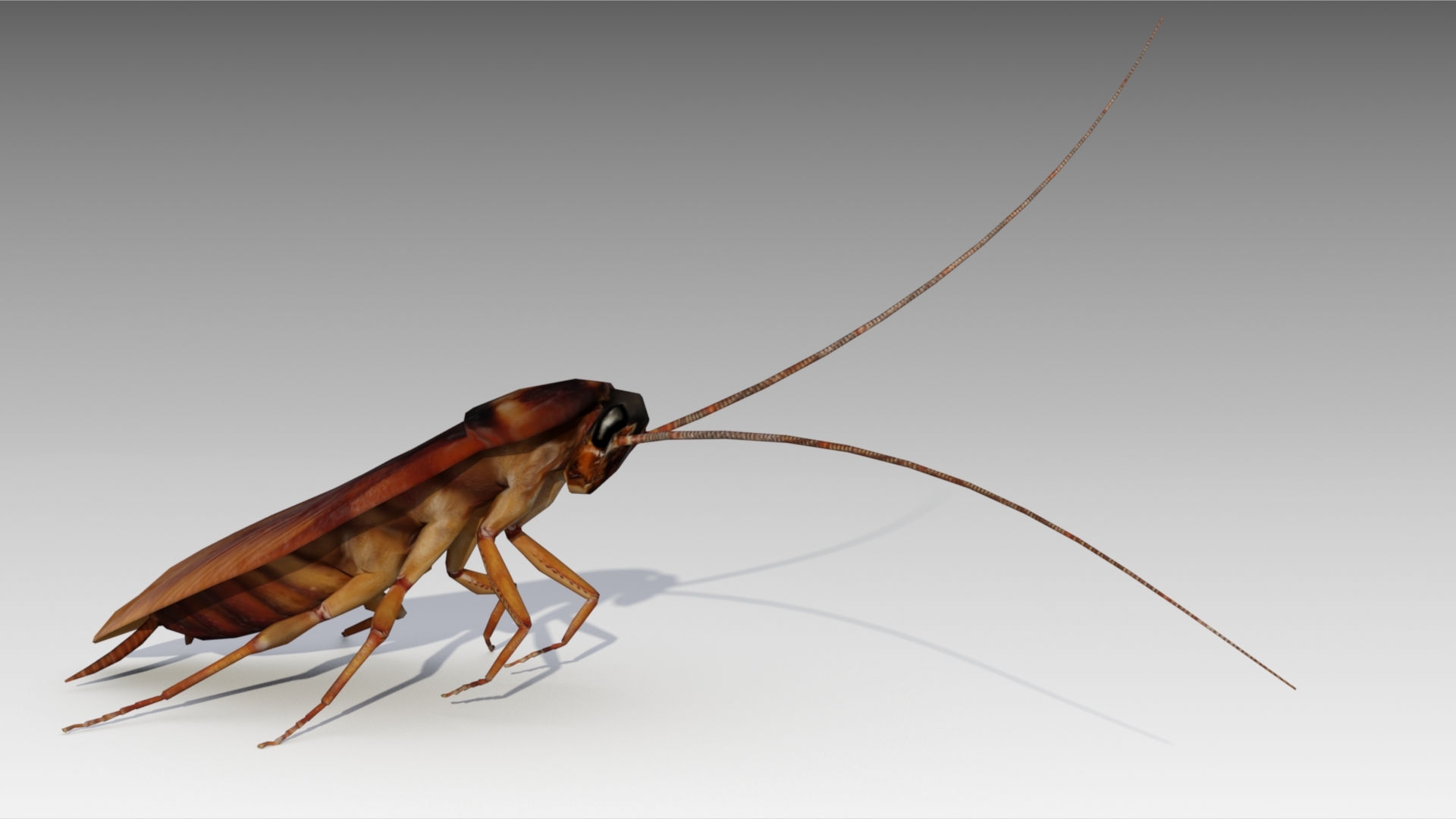 3D cockroach roach | 1142785 | TurboSquid