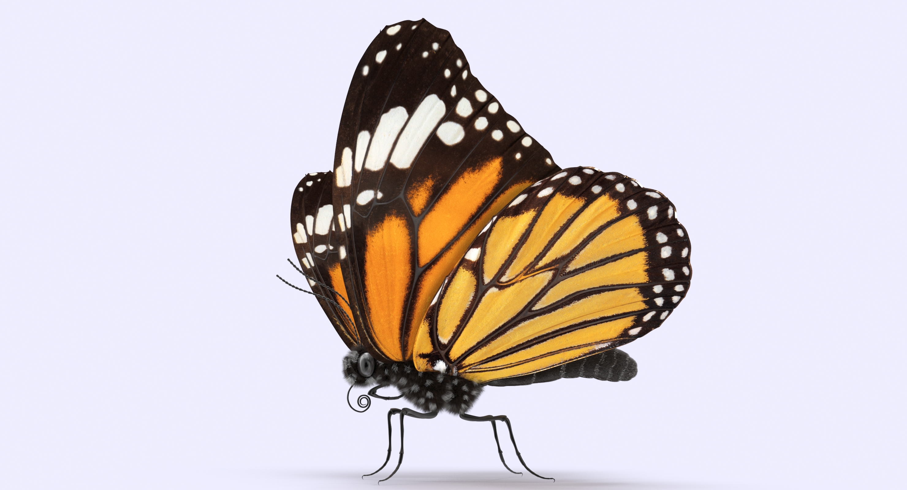 Monarch butterfly 3D model | 1142930 | TurboSquid