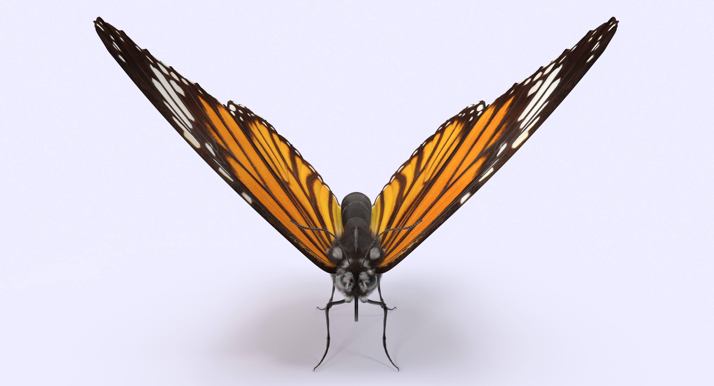Monarch butterfly 3D model | 1142930 | TurboSquid