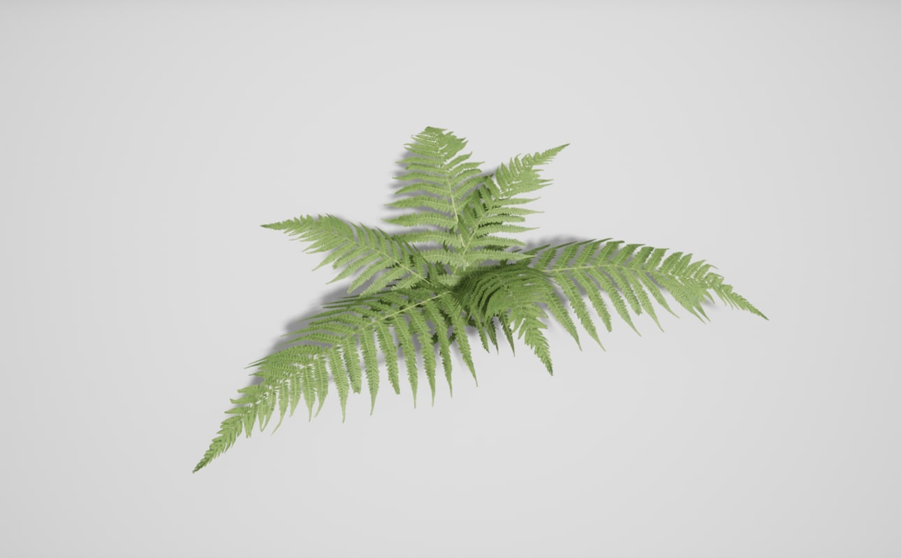 Resolution fern 3D model | 1143447 | TurboSquid