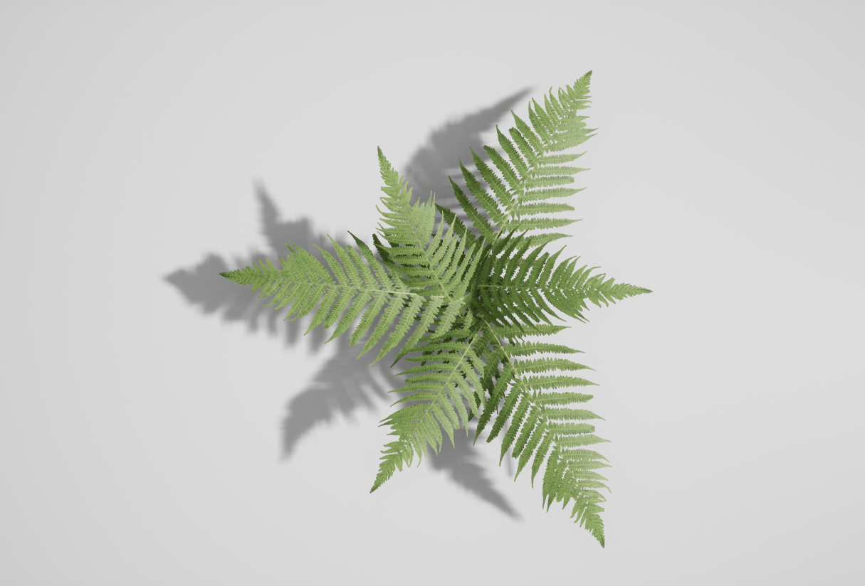 Resolution fern 3D model | 1143447 | TurboSquid