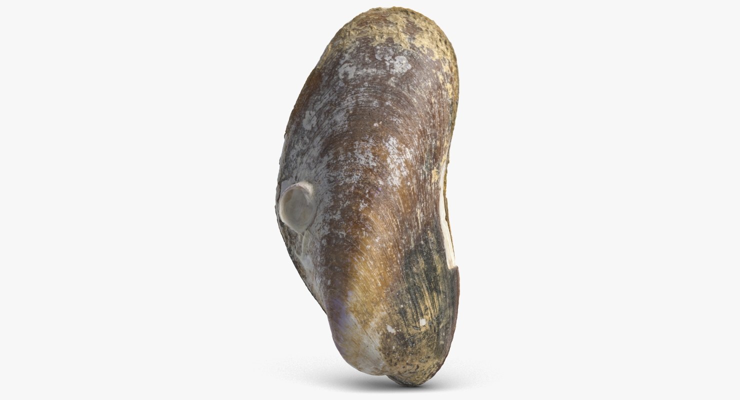 3D model mussel shell | 1143470 | TurboSquid