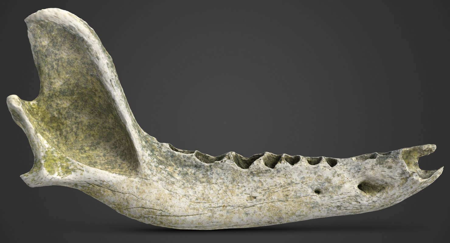 3D old dog jaw bone model | 1144216 | TurboSquid