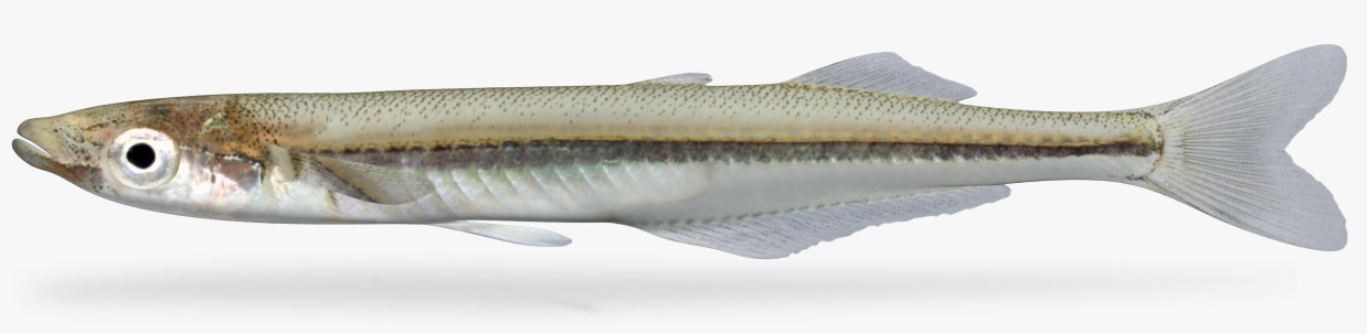 3D labidesthes sicculus northern brook model | 1144295 | TurboSquid