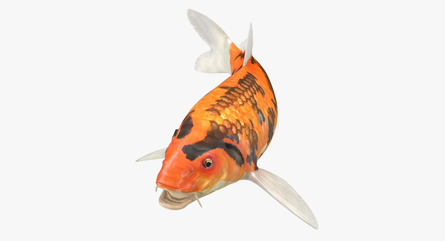 3D koi fish rigged | 1144470 | TurboSquid