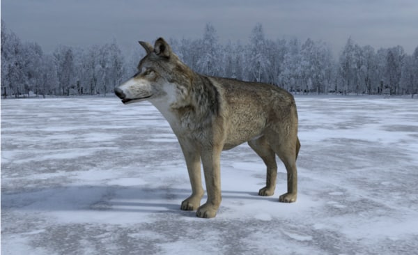 Wolf Blender Models for Download | TurboSquid