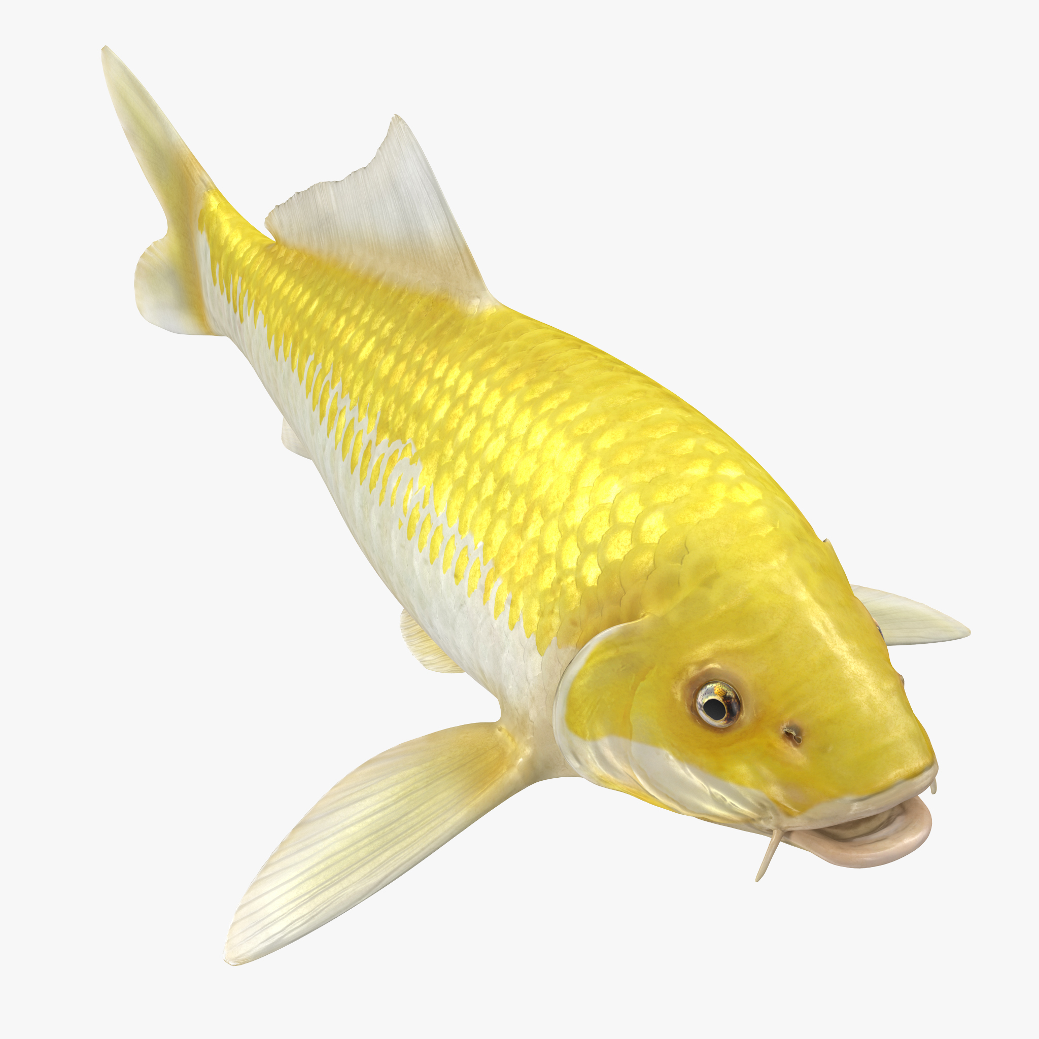 3D yellow koi ogon fish model | 1144510 | TurboSquid
