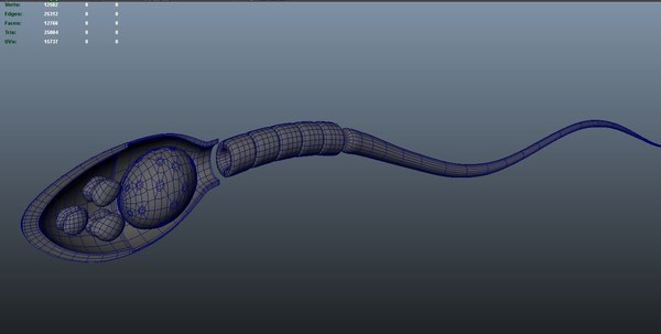 Sperm cell 3D model | 1144621 | TurboSquid