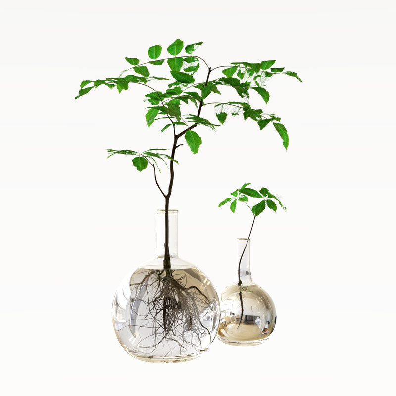 Flask plant 3D | 1144968 | TurboSquid