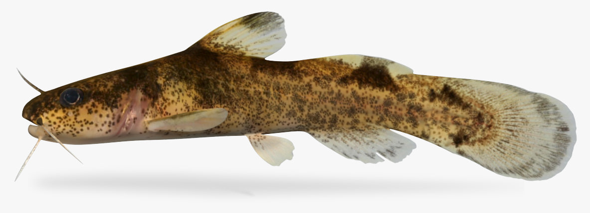 Noturus miurus brindled madtom 3D | 1145032 | TurboSquid
