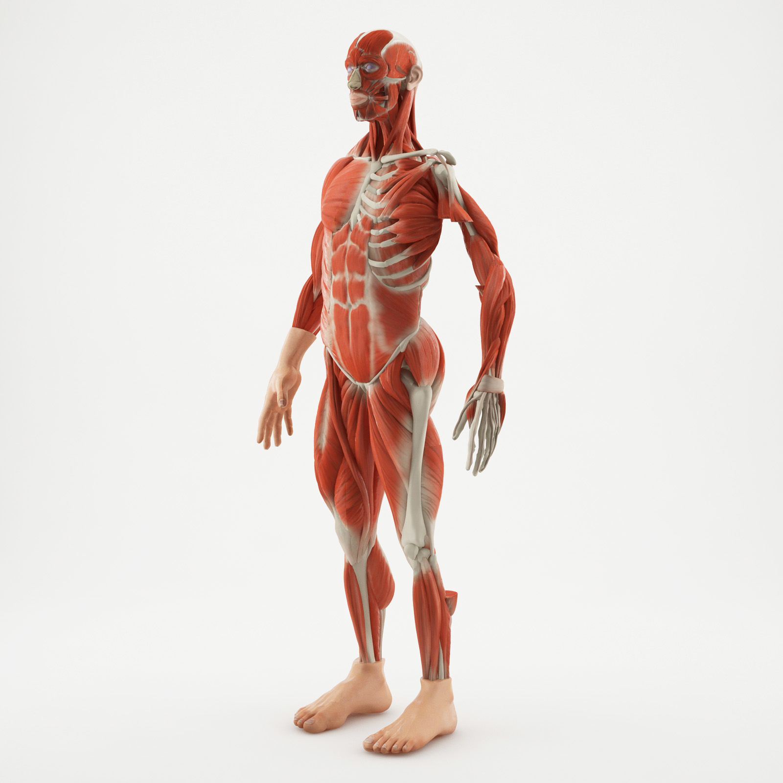 modelo 3d Figura Anatomía Humana - TurboSquid 1145282