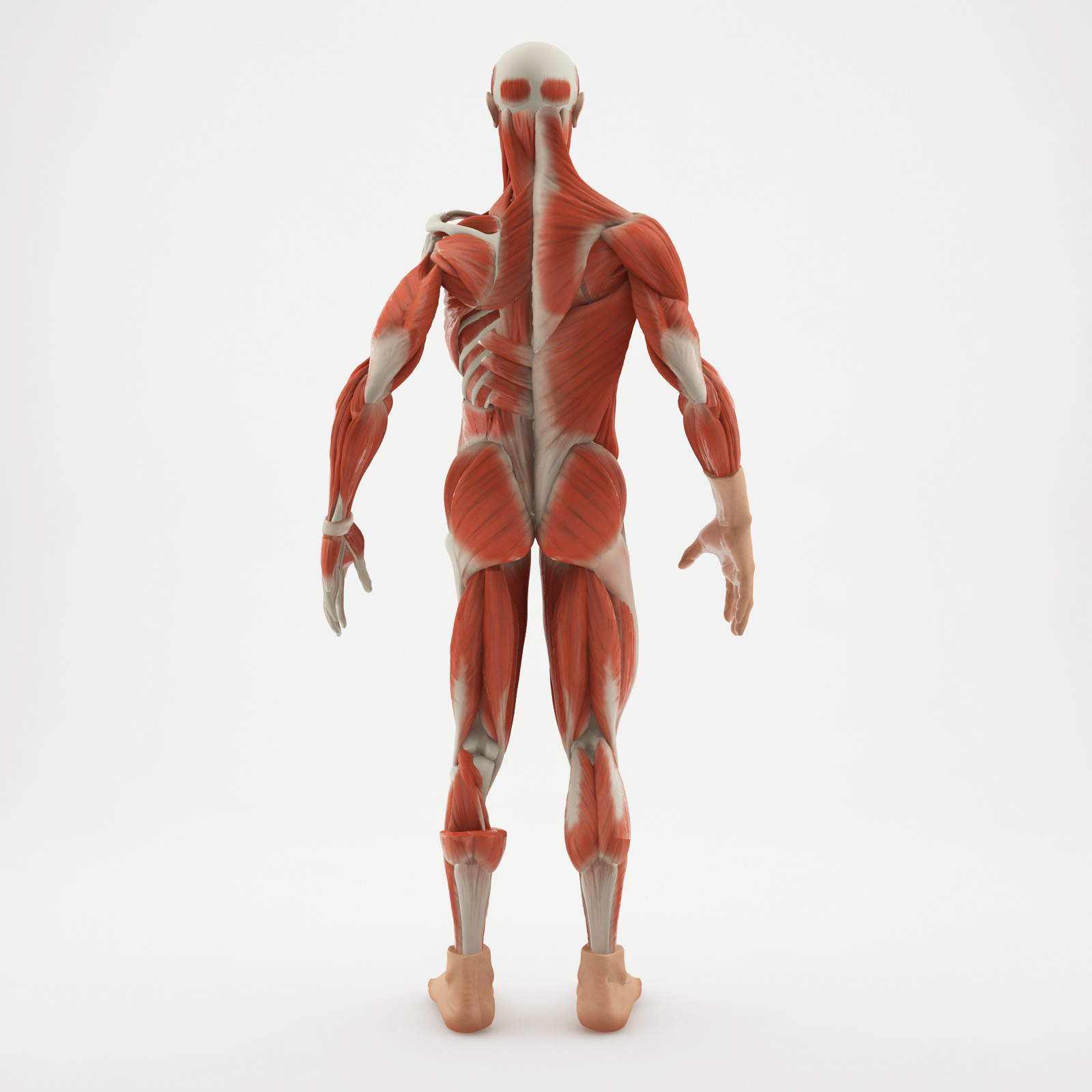Figur Anatomie des Menschen 3D-Modell - TurboSquid 1145282