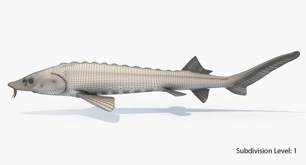3D sturgeon fish animation model | 1145568 | TurboSquid