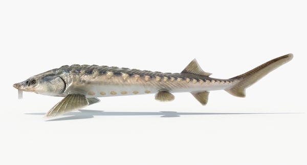 3D sturgeon fish animation model | 1145568 | TurboSquid